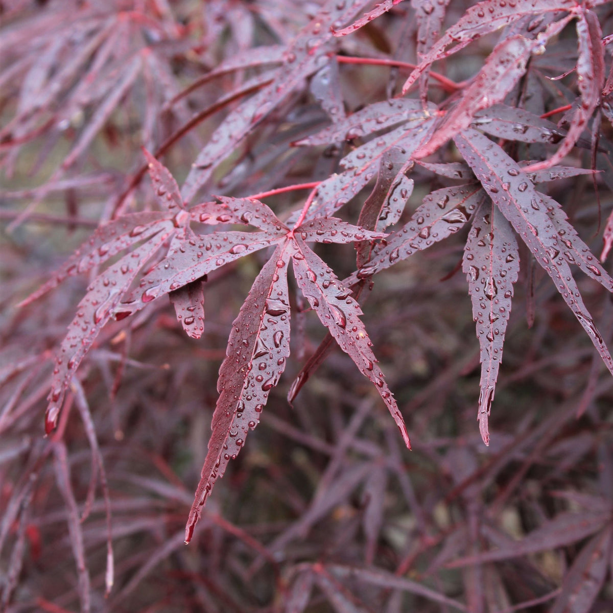 Acer palmatum 'Aekan Ie's' (CG) – Loen Nursery, Inc.
