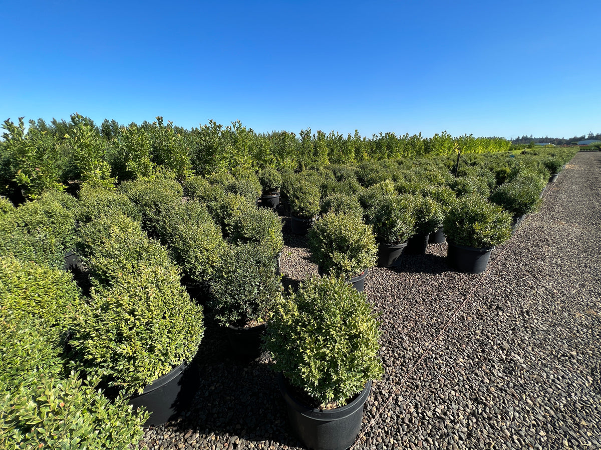 Buxus m. k. 'Julia Jane' – Loen Nursery, Inc.