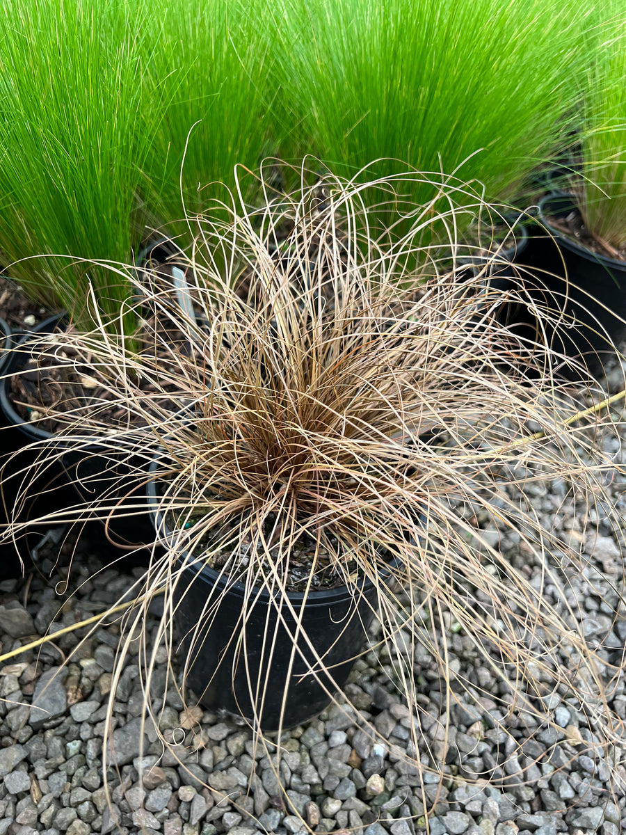 Grass, Carex flagellifera – Loen Nursery, Inc.