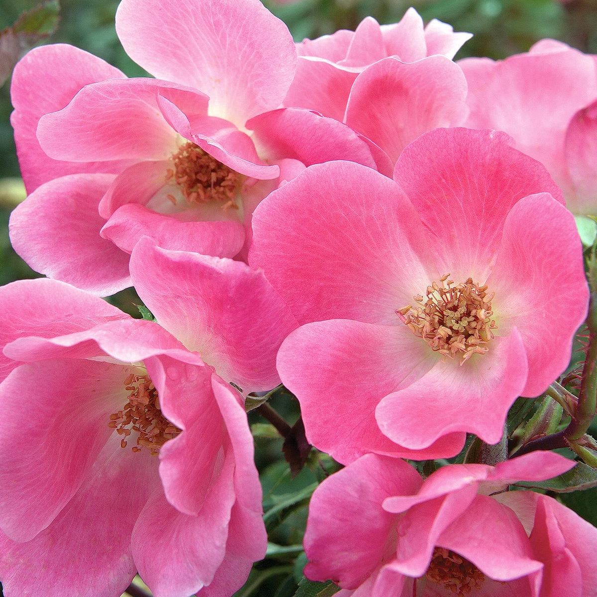 Rosa sb. PINK KNOCK OUT® PP15070 (pink) – Loen Nursery, Inc.