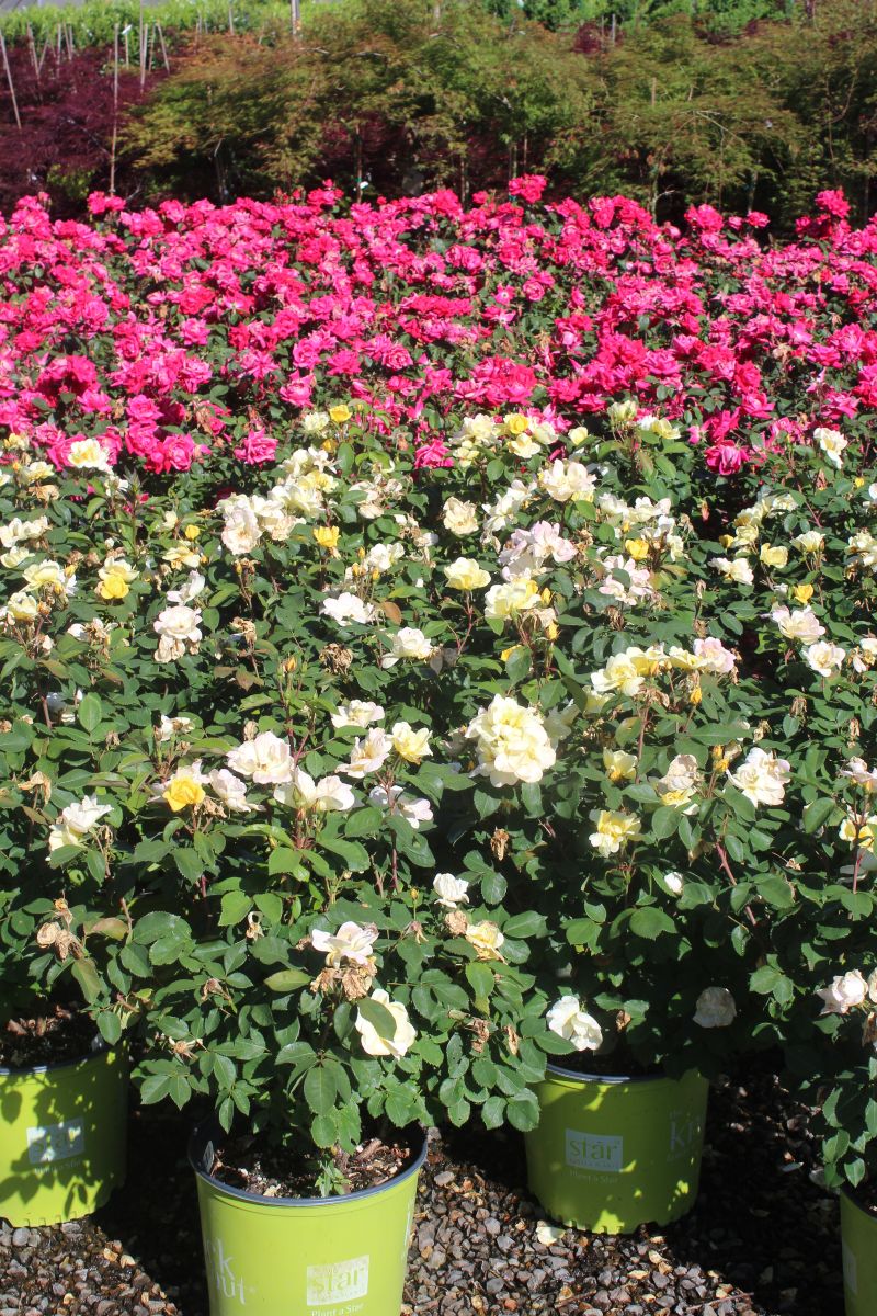 Rosa sb. SUNNY KNOCK OUT® PP18562 (yellow) – Loen Nursery, Inc.