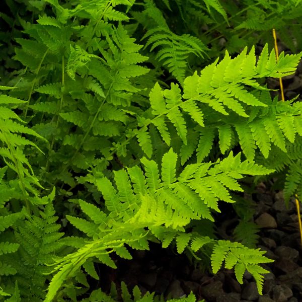 Ferns – Loen Nursery, Inc.
