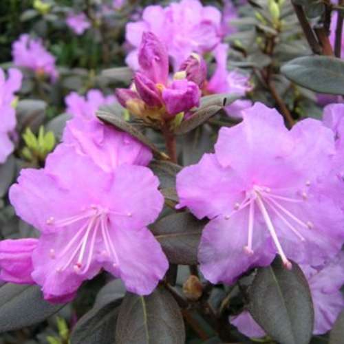 Rhod. 'PJM Compacta' (lavender/pink)- H-1 – Loen Nursery, Inc.