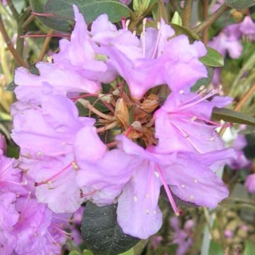 Rhod. 'PJM Elite' (pink/lavender)- H-1 – Loen Nursery, Inc.