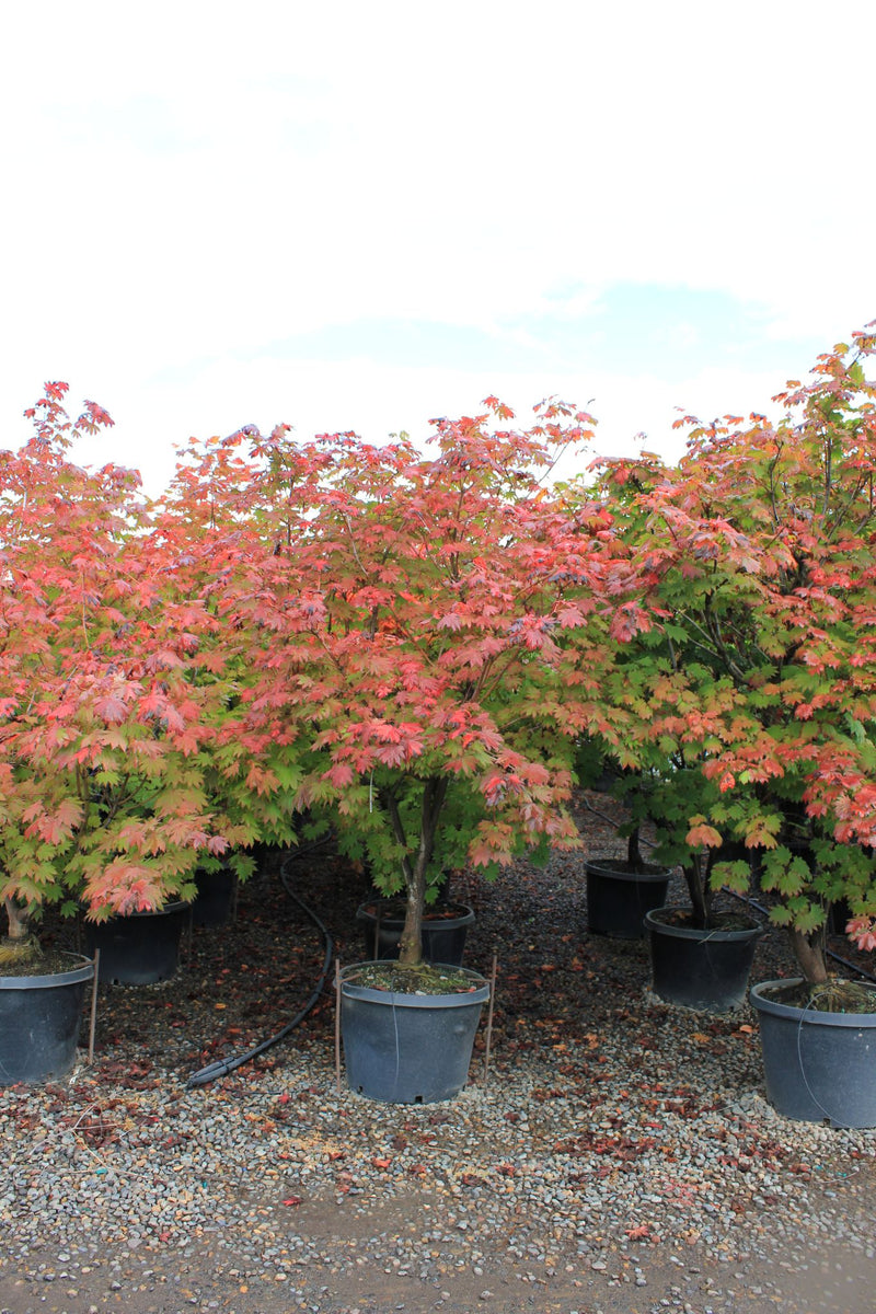 Acer japonicum 'Meigetsu' (BBP) – Loen Nursery, Inc.