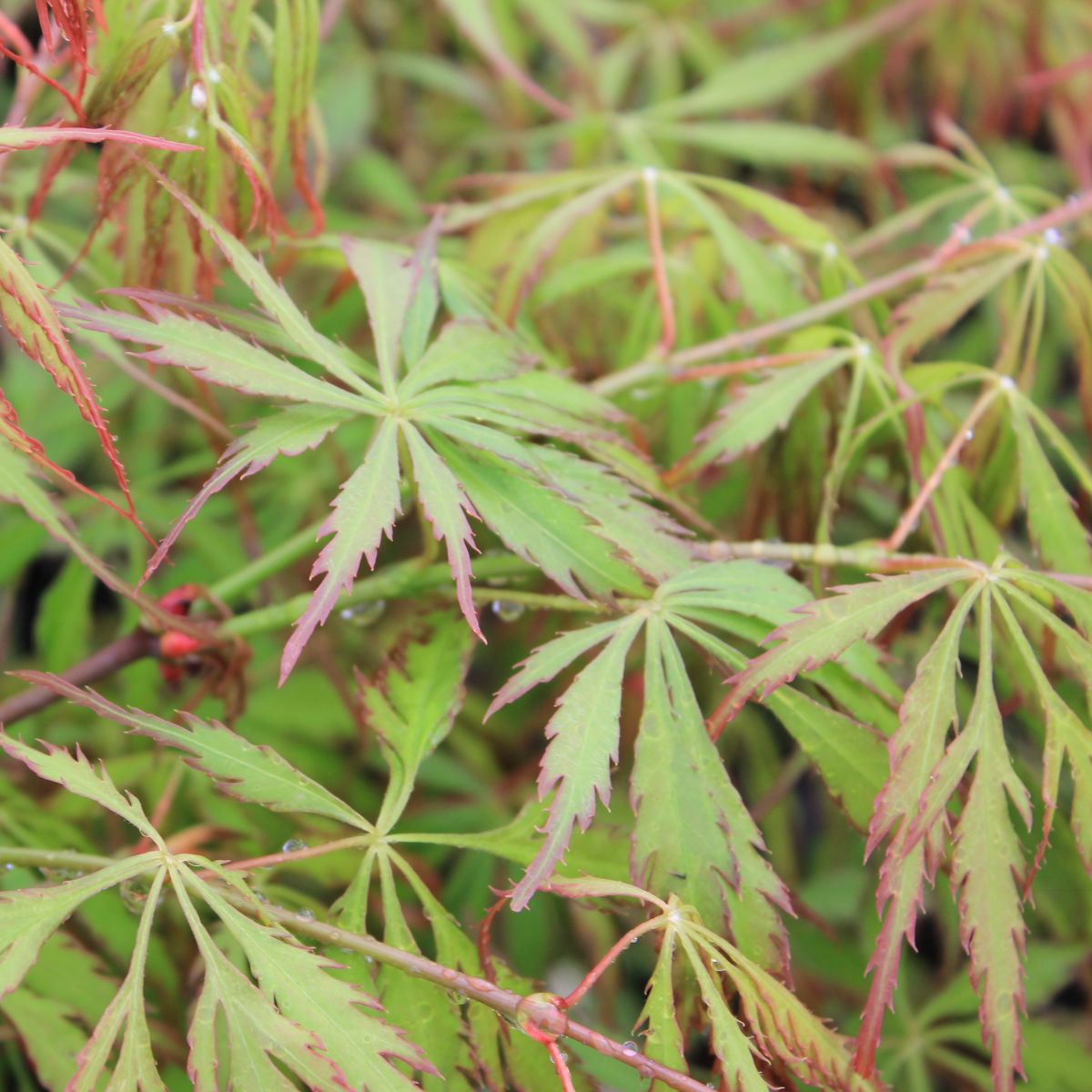 Acer pd. 'Spring Delight' (BBP) – Loen Nursery, Inc.