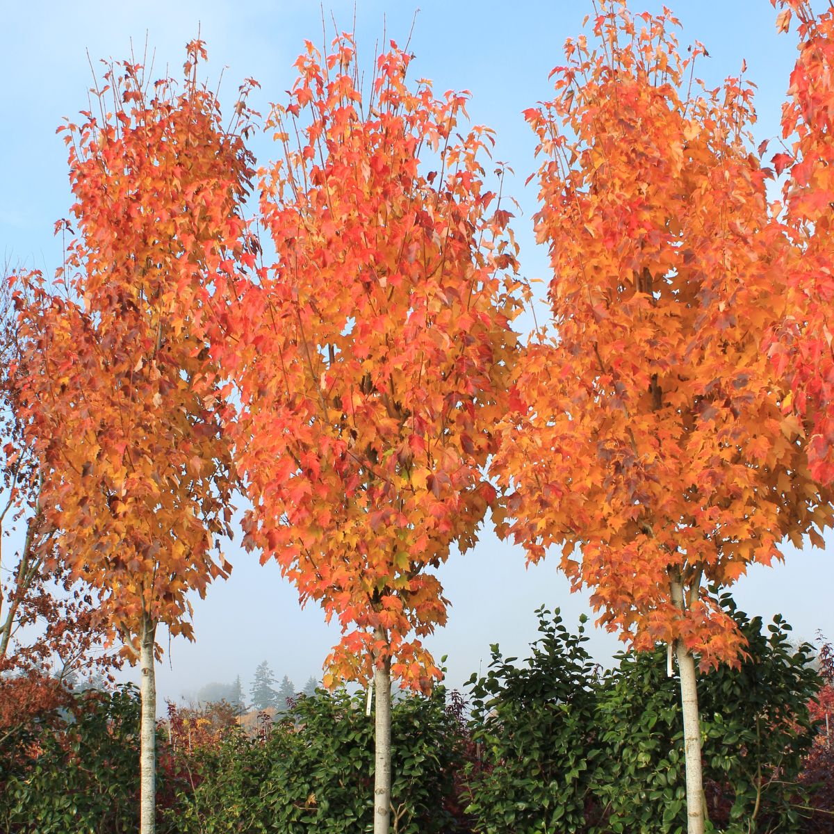 Acer r. 'Bowhall' (Columnar) (CG) – Loen Nursery, Inc.
