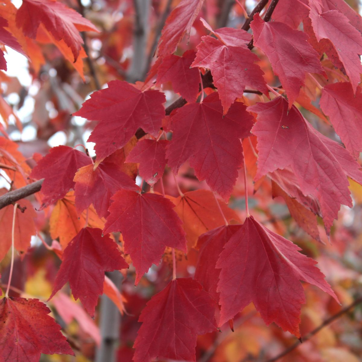 Acer r. Red Sunset® – Loen Nursery, Inc.