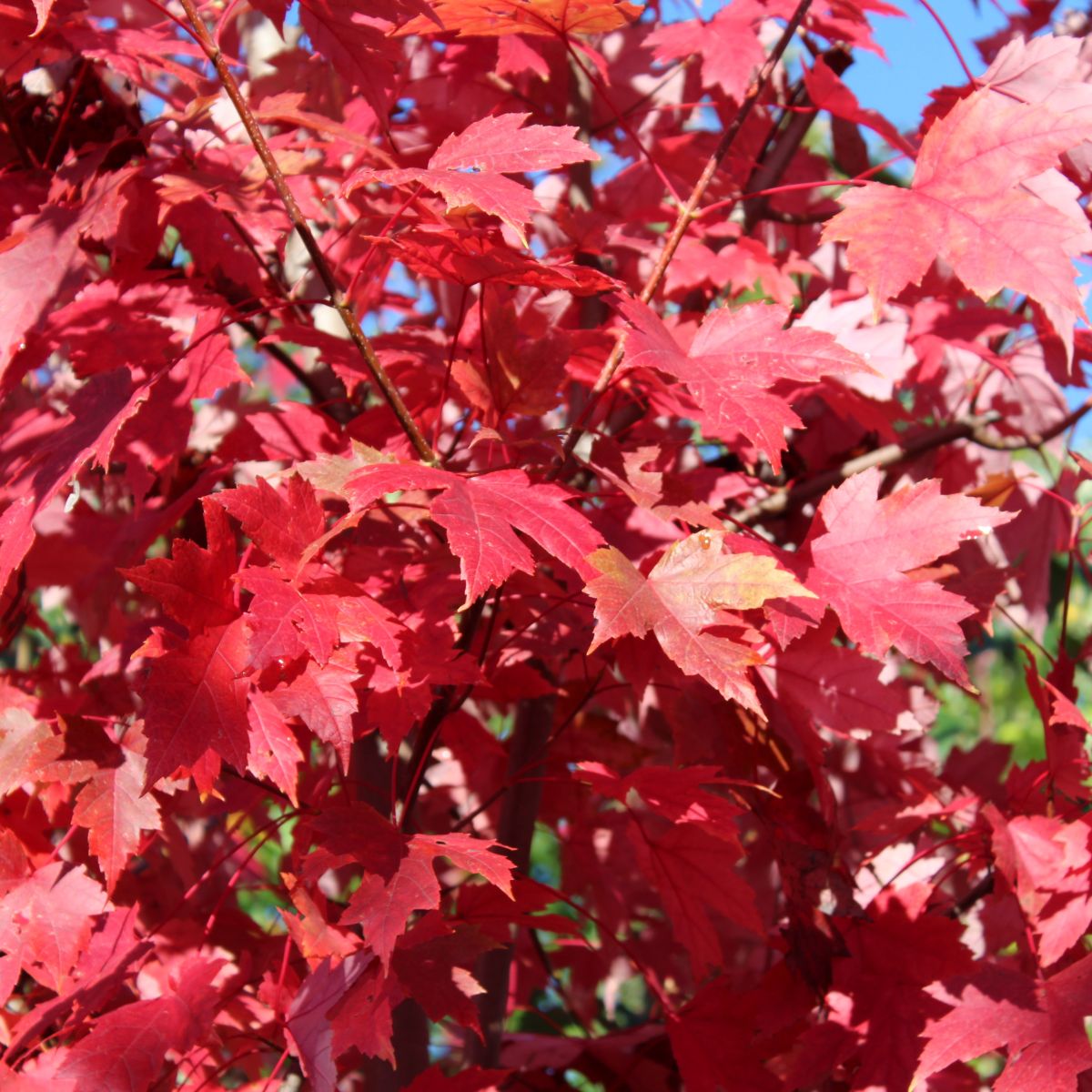 Acer x freemanii 'Autumn Blaze'® – Loen Nursery, Inc.