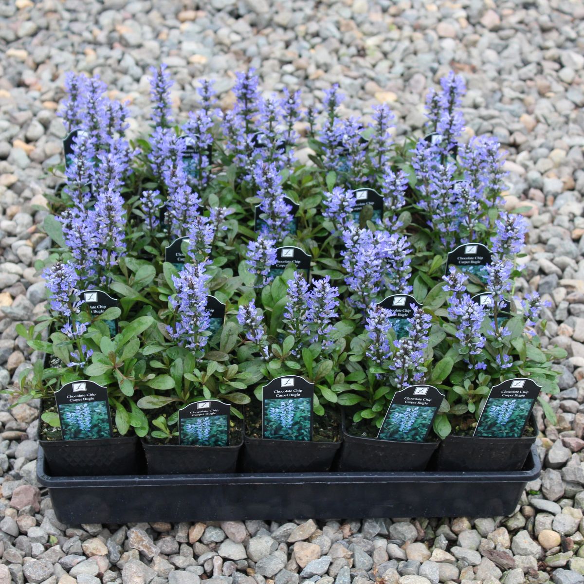 Ajuga reptans 'Chocolate Chip' – Loen Nursery, Inc.