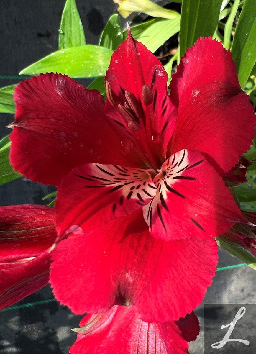 Alstroemeria Colorita 'Kate' (red) – Loen Nursery, Inc.