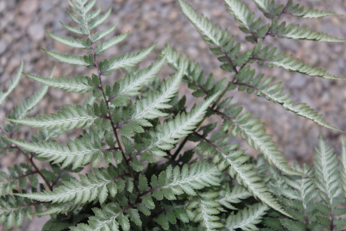 Fern, Athyrium niponicum 'Metallicum' – Loen Nursery, Inc.