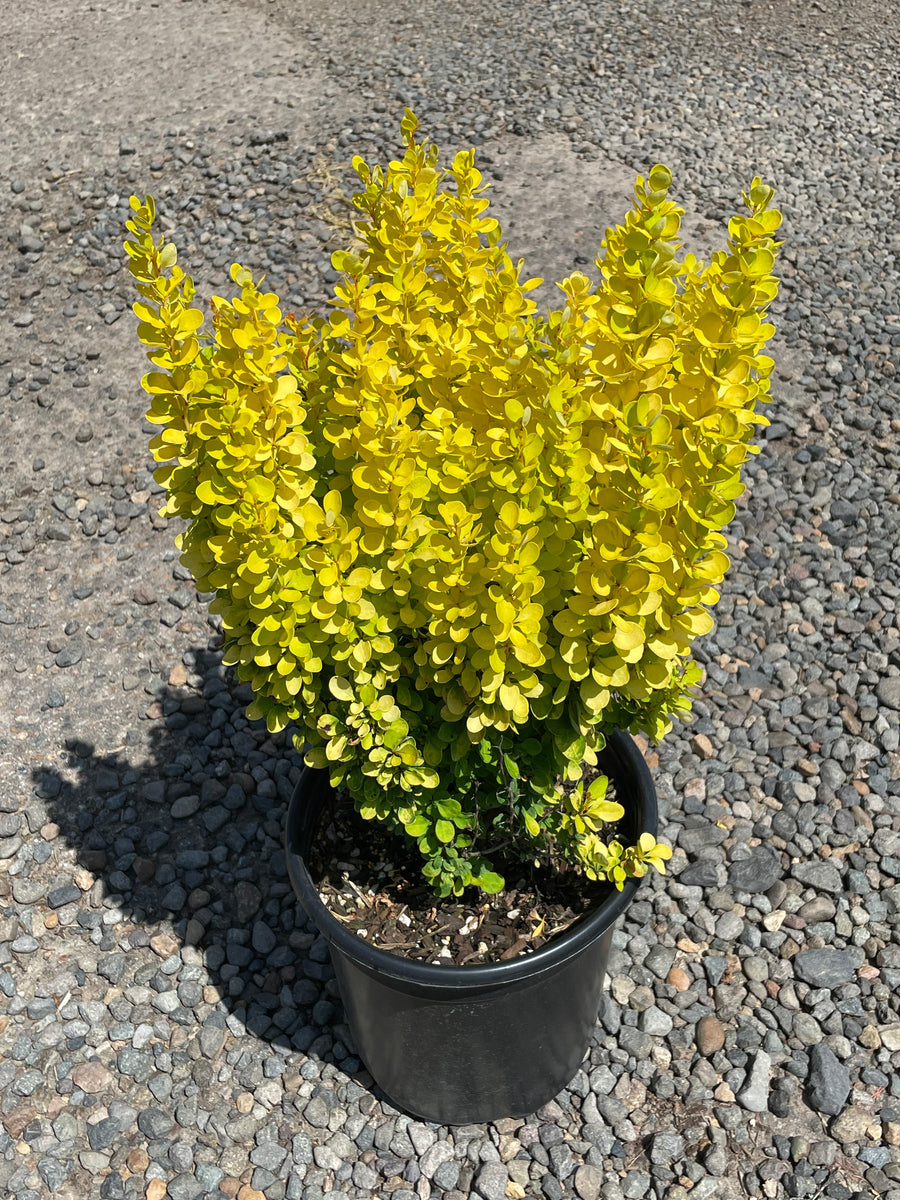 Berberis thunbergii 'Golden Rocket' PP18626 – Loen Nursery, Inc.