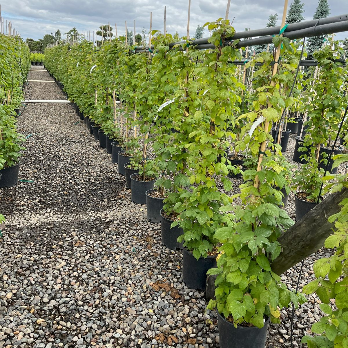 Berry, Raspberry 'Boyne' – Loen Nursery, Inc.