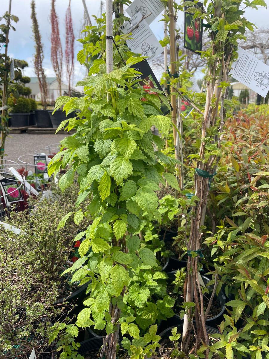 Berry, Raspberry 'Encore' – Loen Nursery, Inc.
