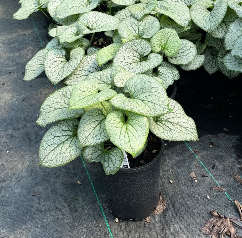 Brunnera m. 'Sterling Silver' PP31280 – Loen Nursery, Inc.