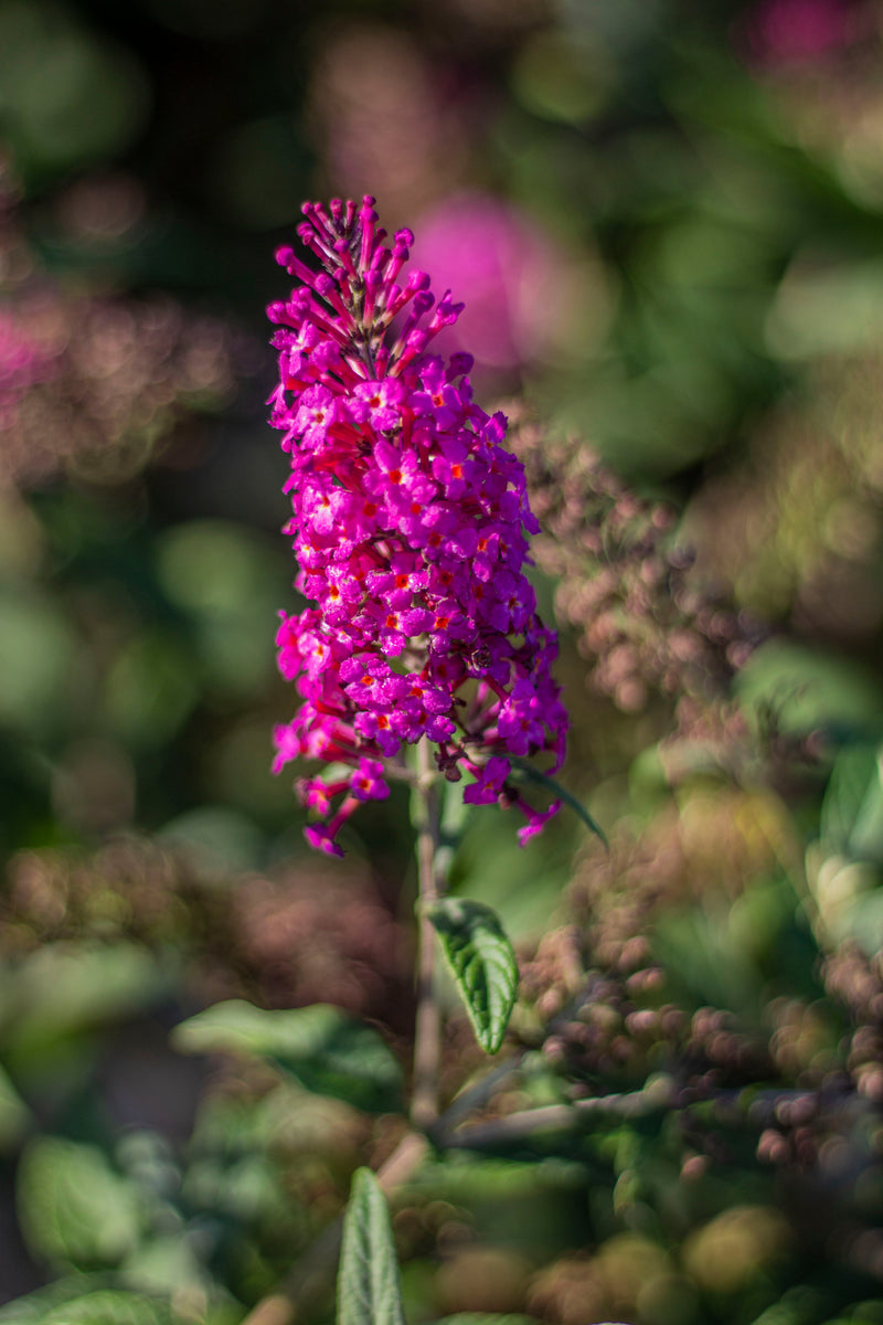 Buddleia x COLOR CHOICE® 'Miss Ruby' PW PP19950 – Loen Nursery, Inc.