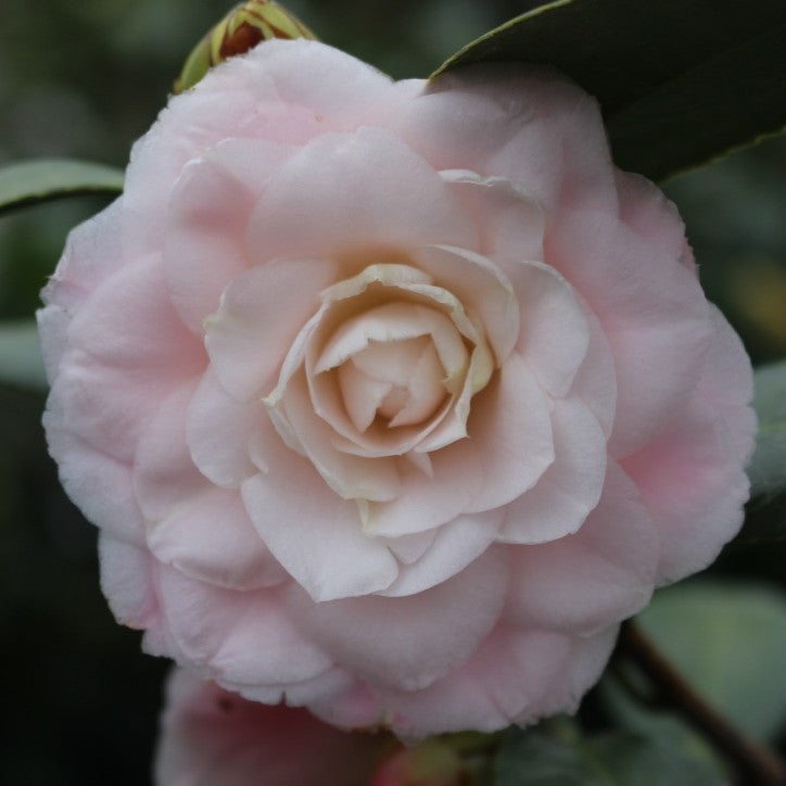 Camellia jap. 'Nuccio's Pearl' (white/pink), ESPALIER – Loen Nursery, Inc.