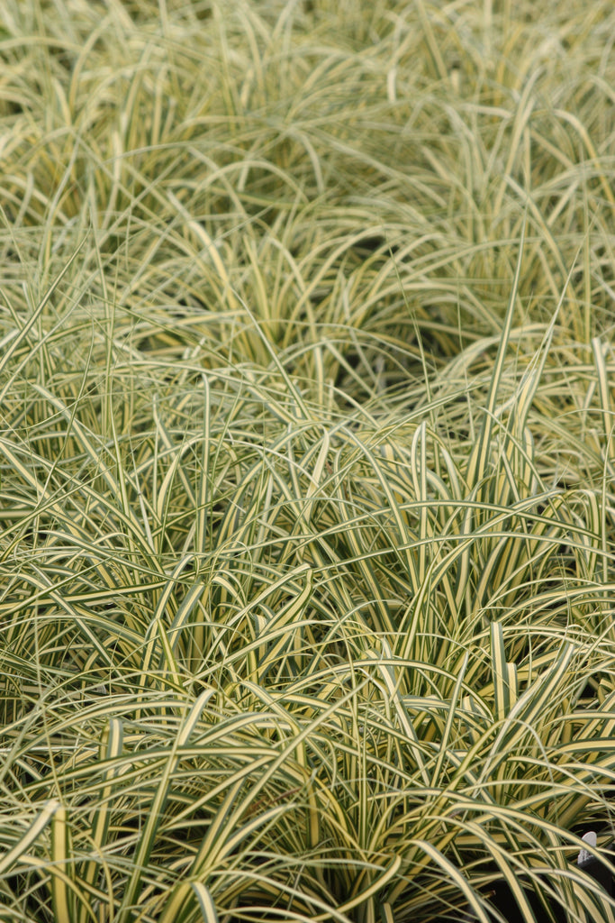 carex everbrite