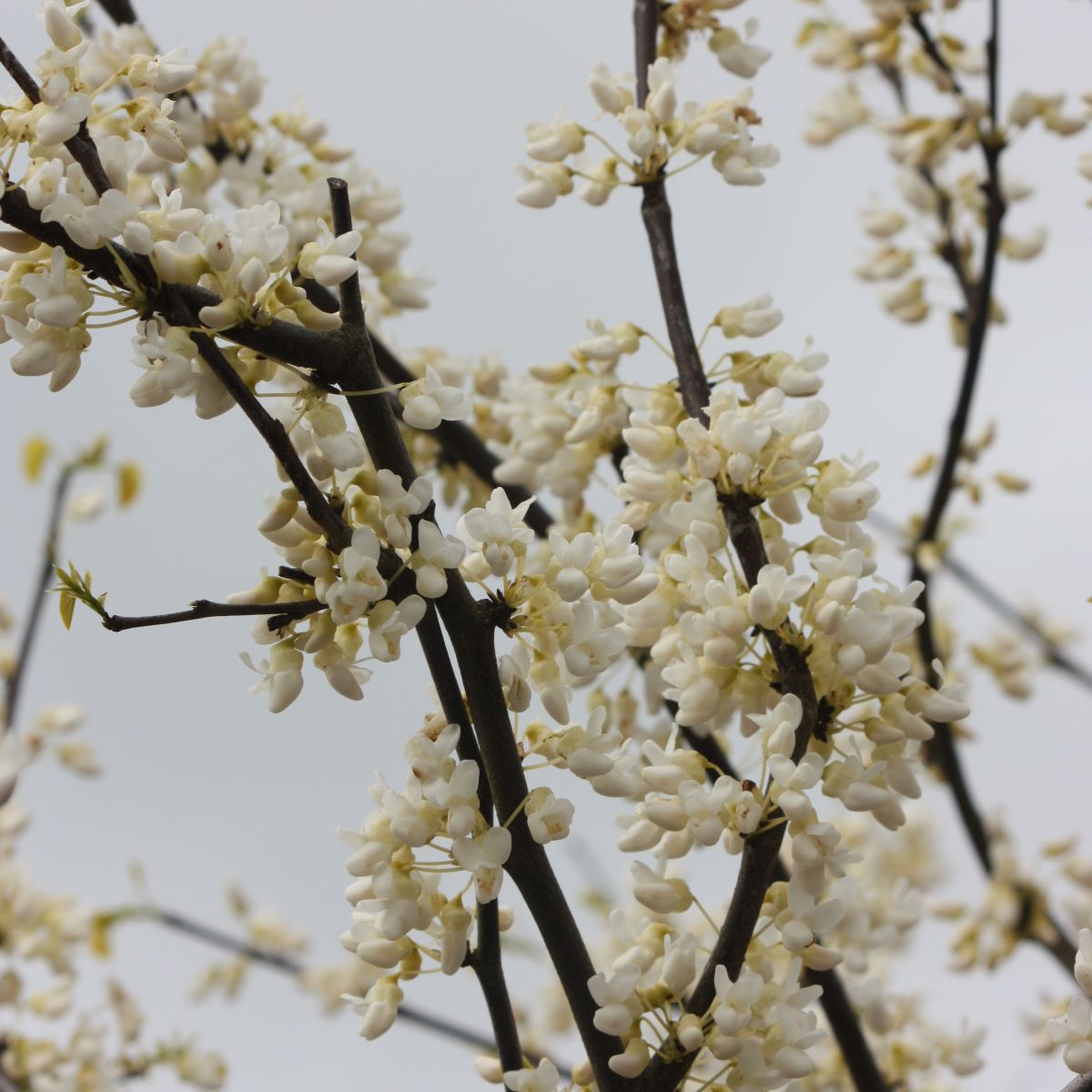 Cercis can. 'Alba' (white) – Loen Nursery, Inc.