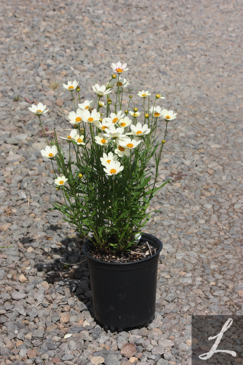 Coreopsis BIG BANG™ 'Star Cluster' PP23035 (red/white) – Loen Nursery, Inc.
