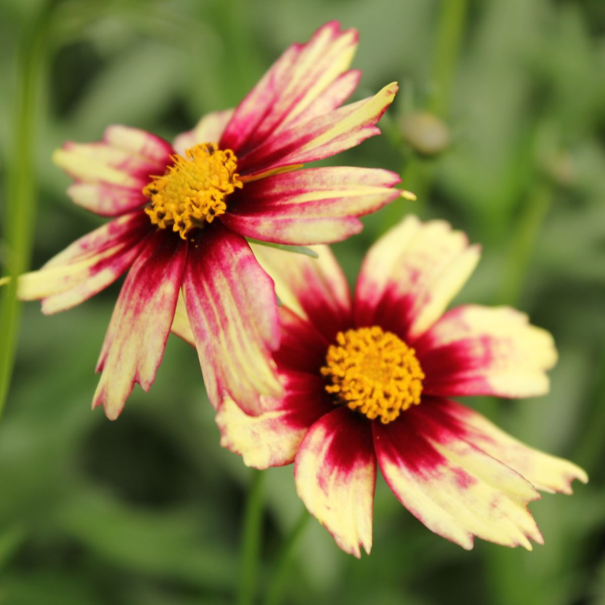 Coreopsis UPTICK™ Cream & Red PP28866 (red/pale yellow) – Loen Nursery ...