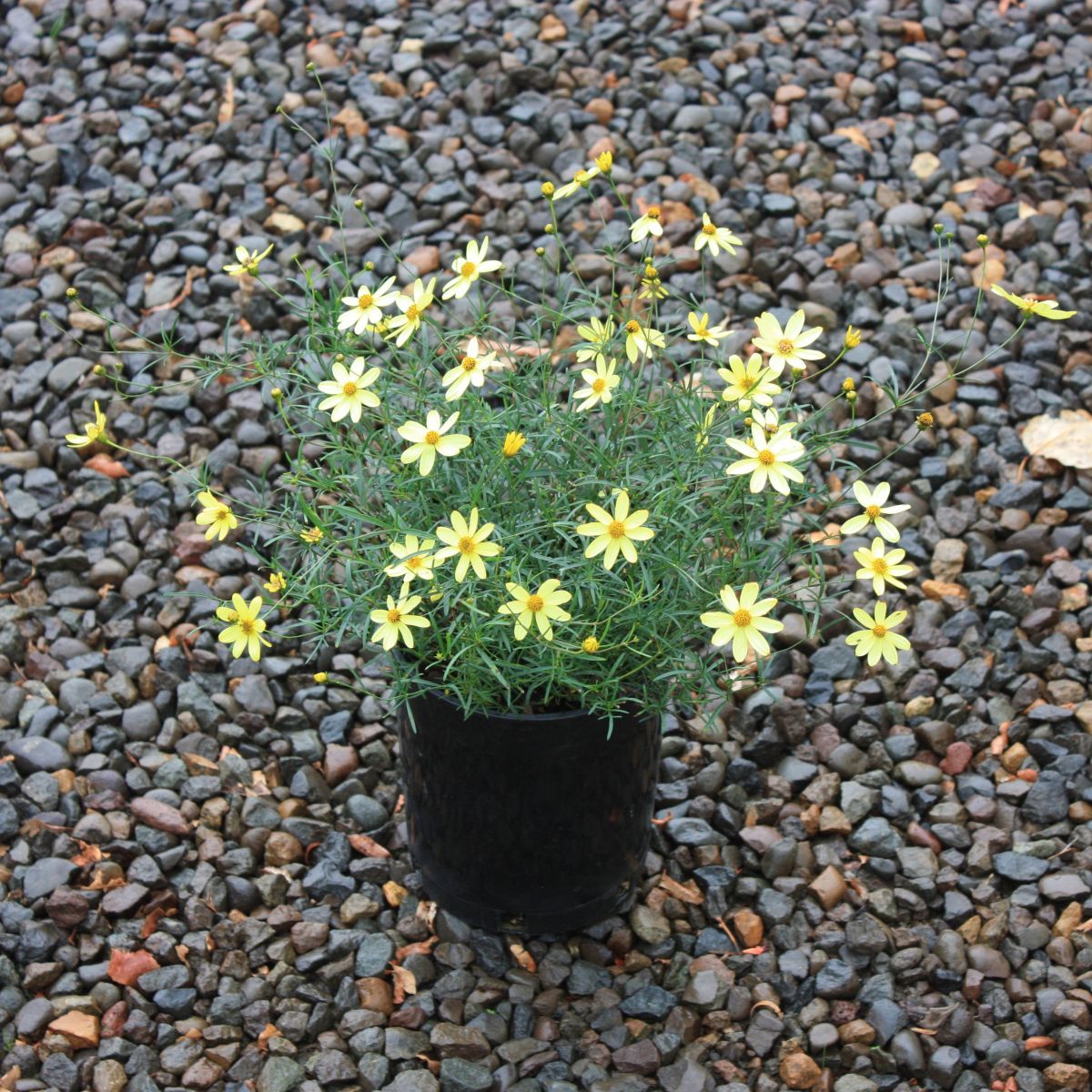 Coreopsis v. 'Moonbeam' (yellow) – Loen Nursery, Inc.