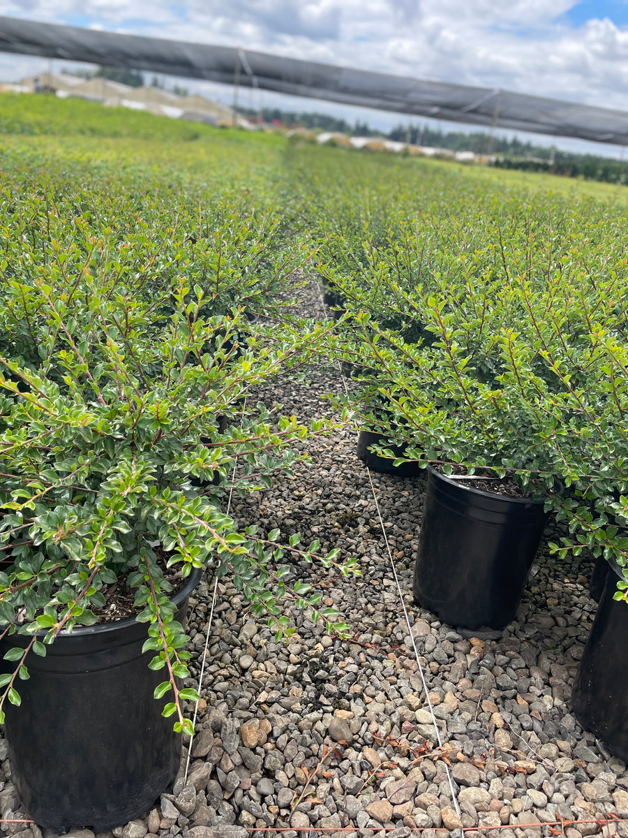 Cotoneaster divaricatus – Loen Nursery, Inc.