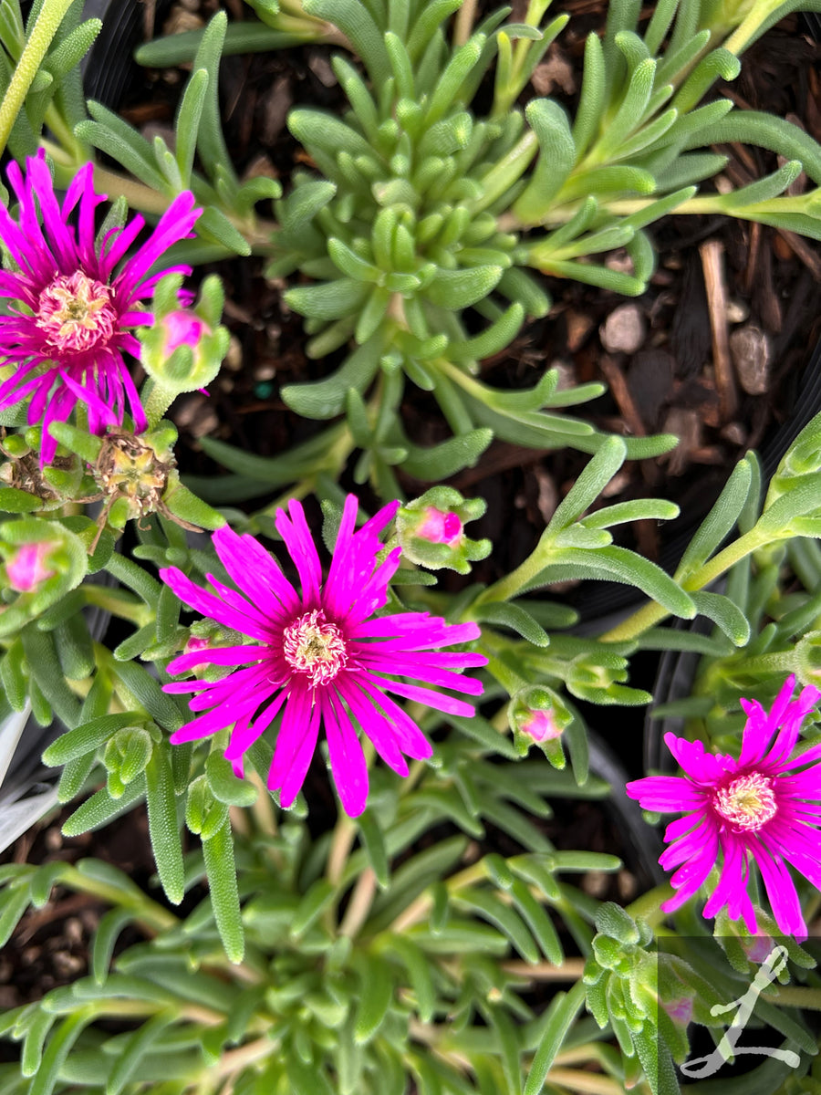 Delosperma cooperi 'Pink Ice Plant' – Loen Nursery, Inc.