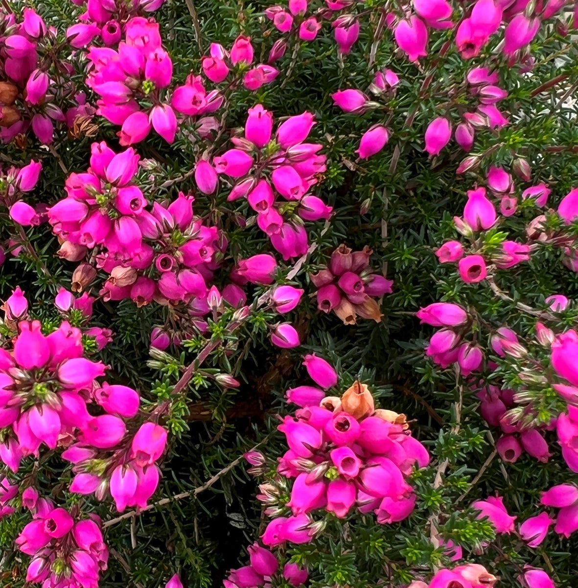 Erica ca. 'Neptune' (pink) (July-Sept.) – Loen Nursery, Inc.