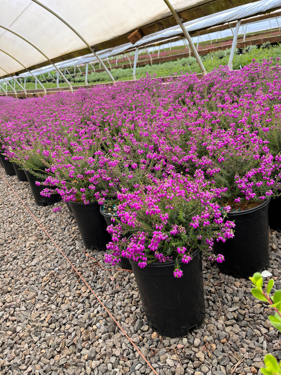 Erica ci. 'P.S. Patrick' (purple) (July-Sept.) – Loen Nursery, Inc.