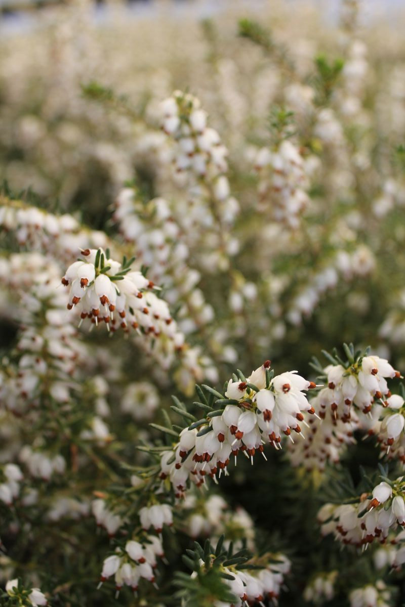 Erica x dar. 'Beacon Hill' (white) (Jan.-Mar.) – Loen Nursery, Inc.
