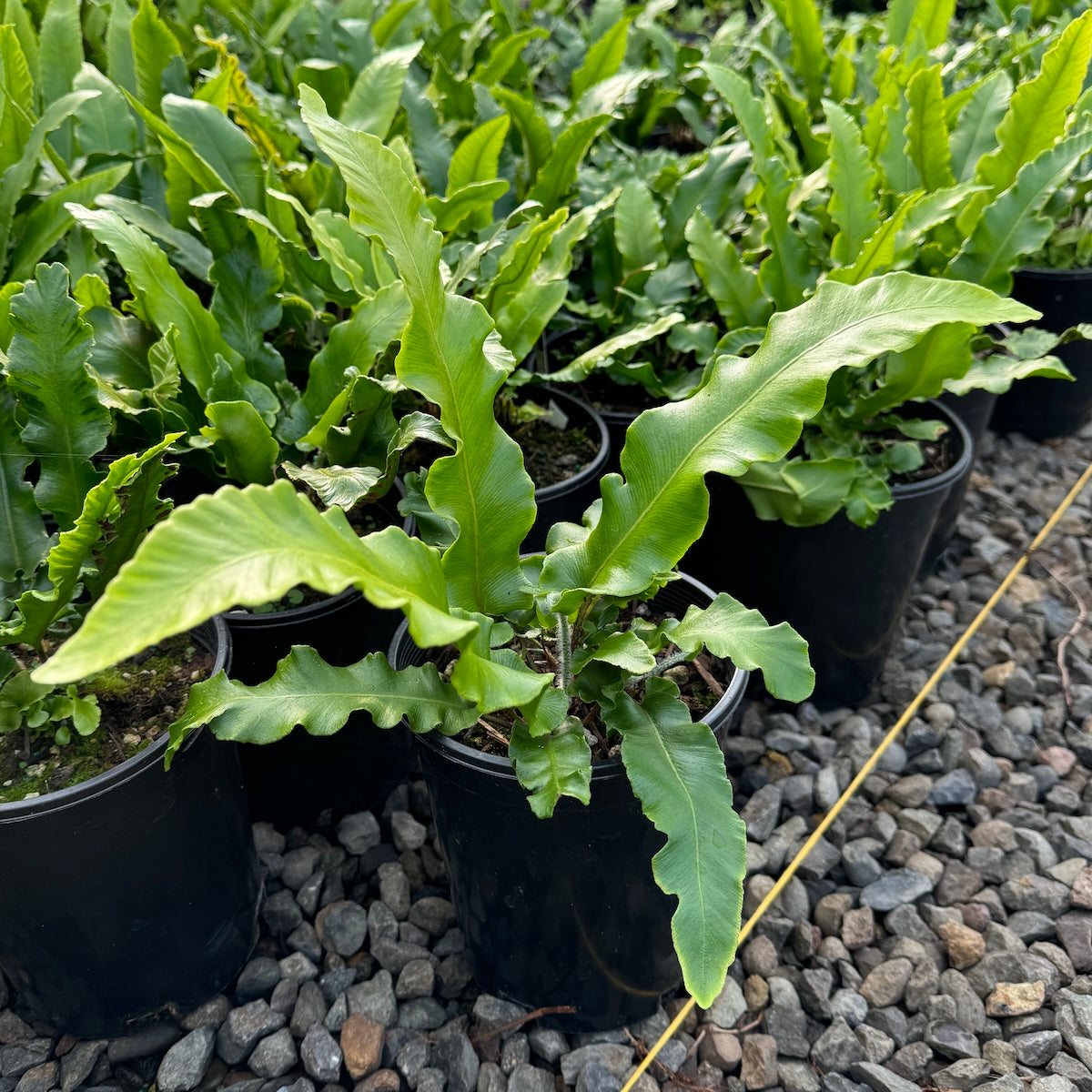 Fern, Asplenium scolopendrium - Hart's Tongue – Loen Nursery, Inc.
