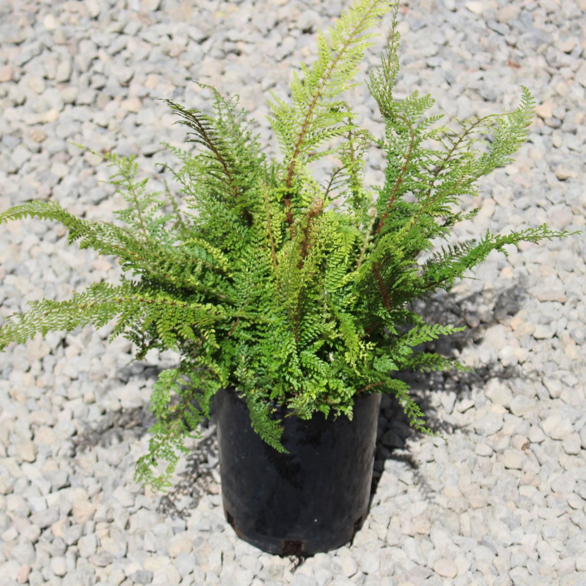 Fern, Polystichum setiferum - Soft Shield – Loen Nursery, Inc.
