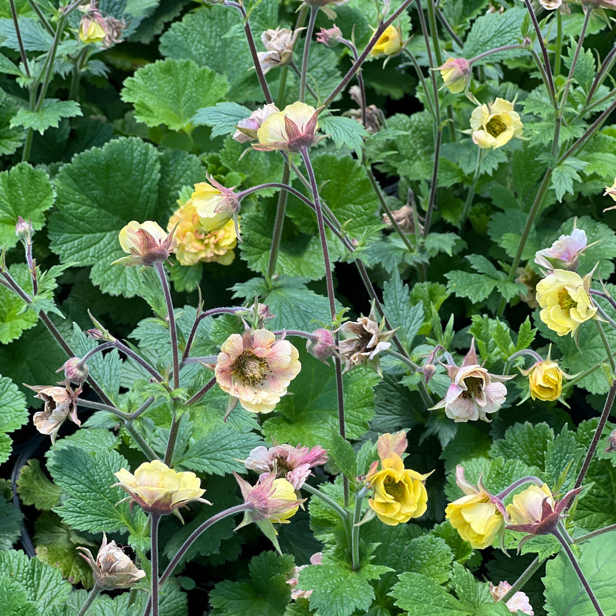 Geum TEMPO™ 'Yellow' PPAF – Loen Nursery, Inc.