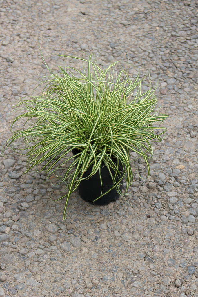 carex everbrite