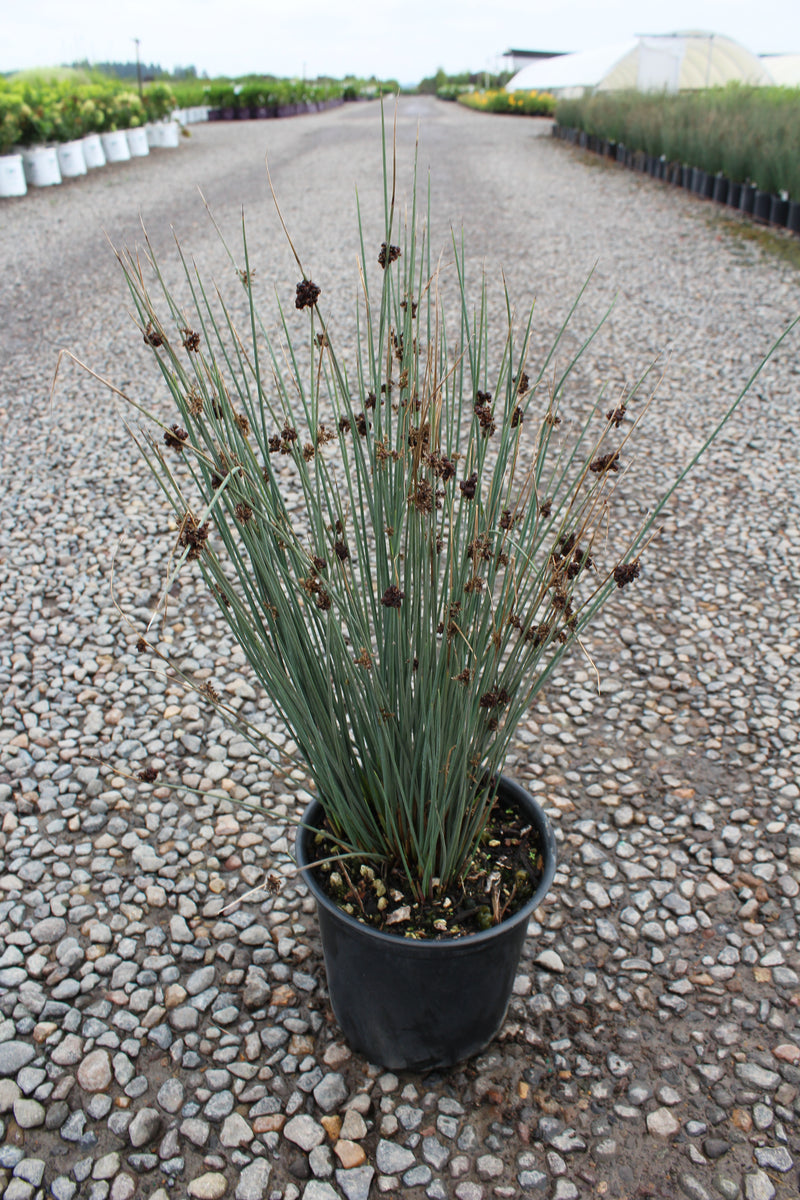 Grass, Juncus patens 'Elk Blue' – Loen Nursery, Inc.
