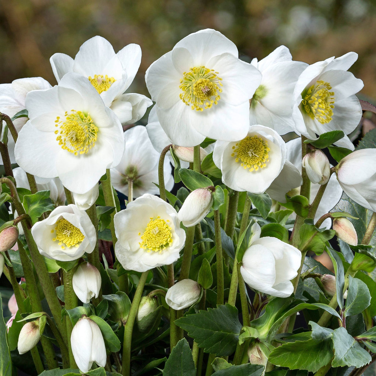 Helleborus HGC. 'Diva' – Loen Nursery, Inc.