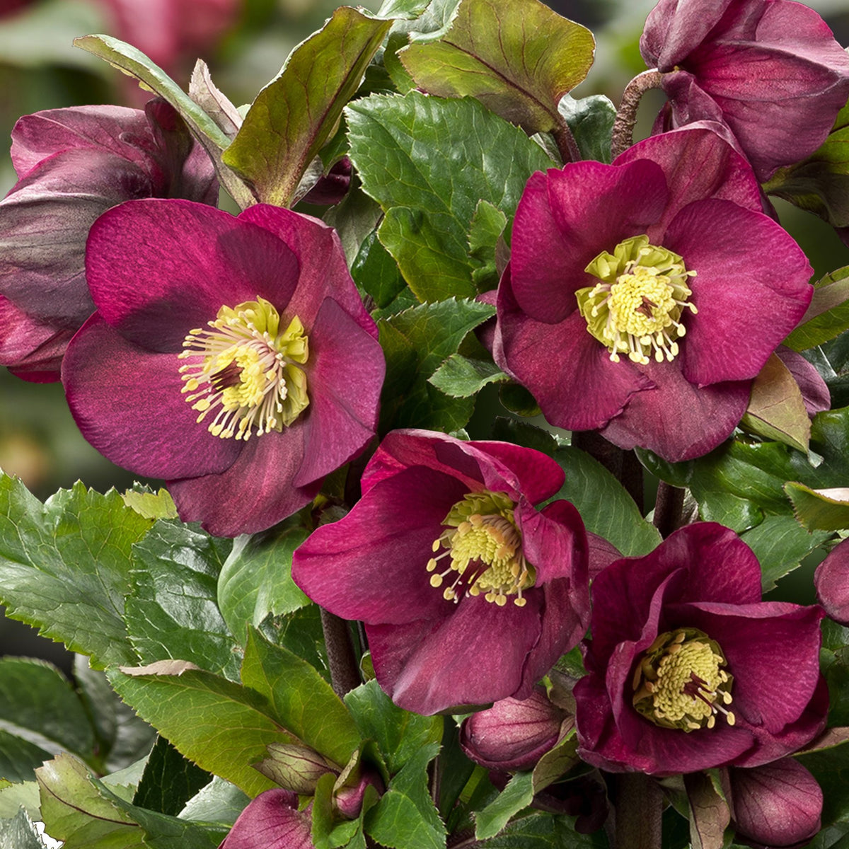 Helleborus HGC® ICE N' ROSES® BENNOTTA – Loen Nursery, Inc.