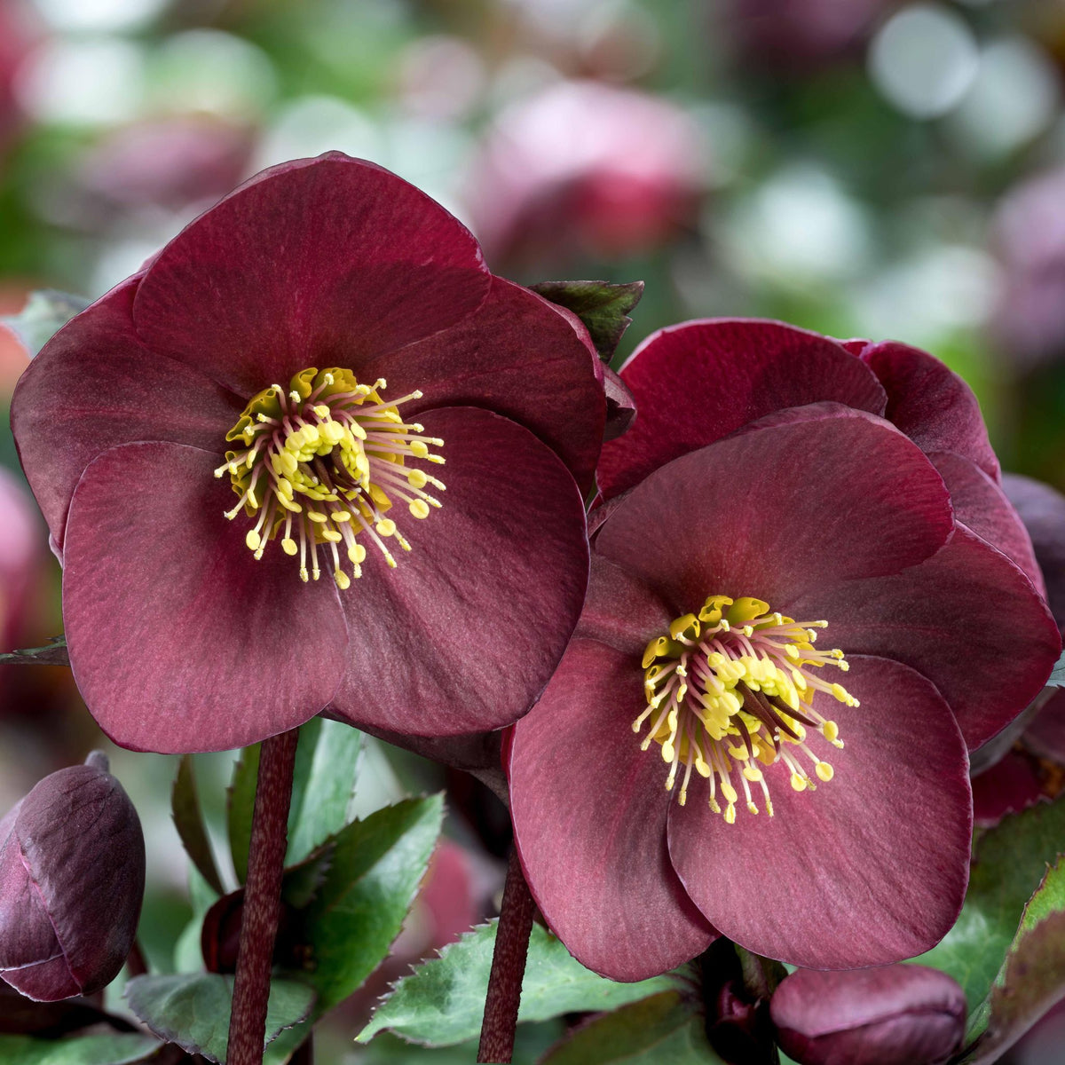 Helleborus HGC® ICE N' ROSES® 'BRUNELLO' – Loen Nursery, Inc.