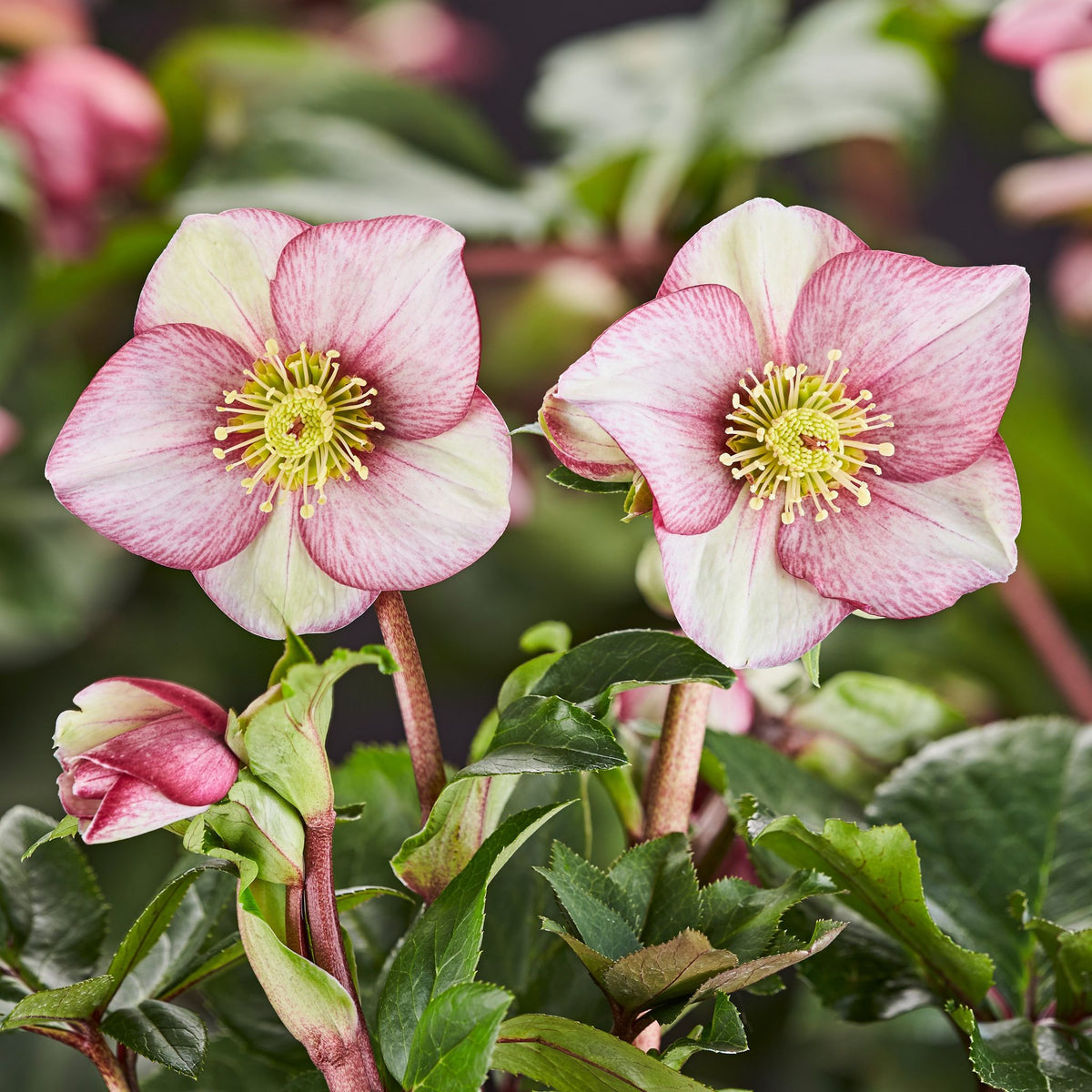 Helleborus HGC® ICE N' ROSES® CARLOTTA – Loen Nursery, Inc.