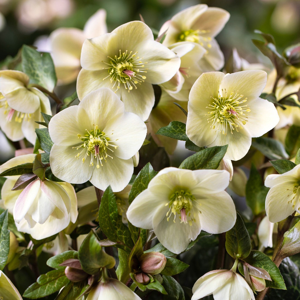 Helleborus HGC® ICE N' ROSES® 'Milla Marble' – Loen Nursery, Inc.