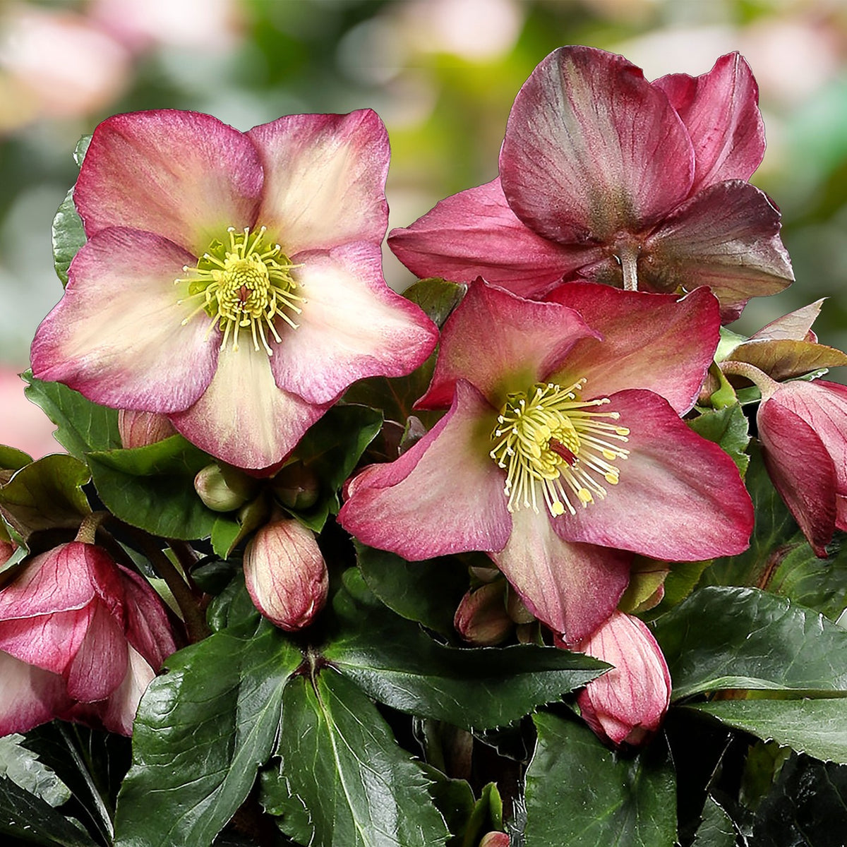 Helleborus HGC® ICE N' ROSES® 'ROSALI' – Loen Nursery, Inc.