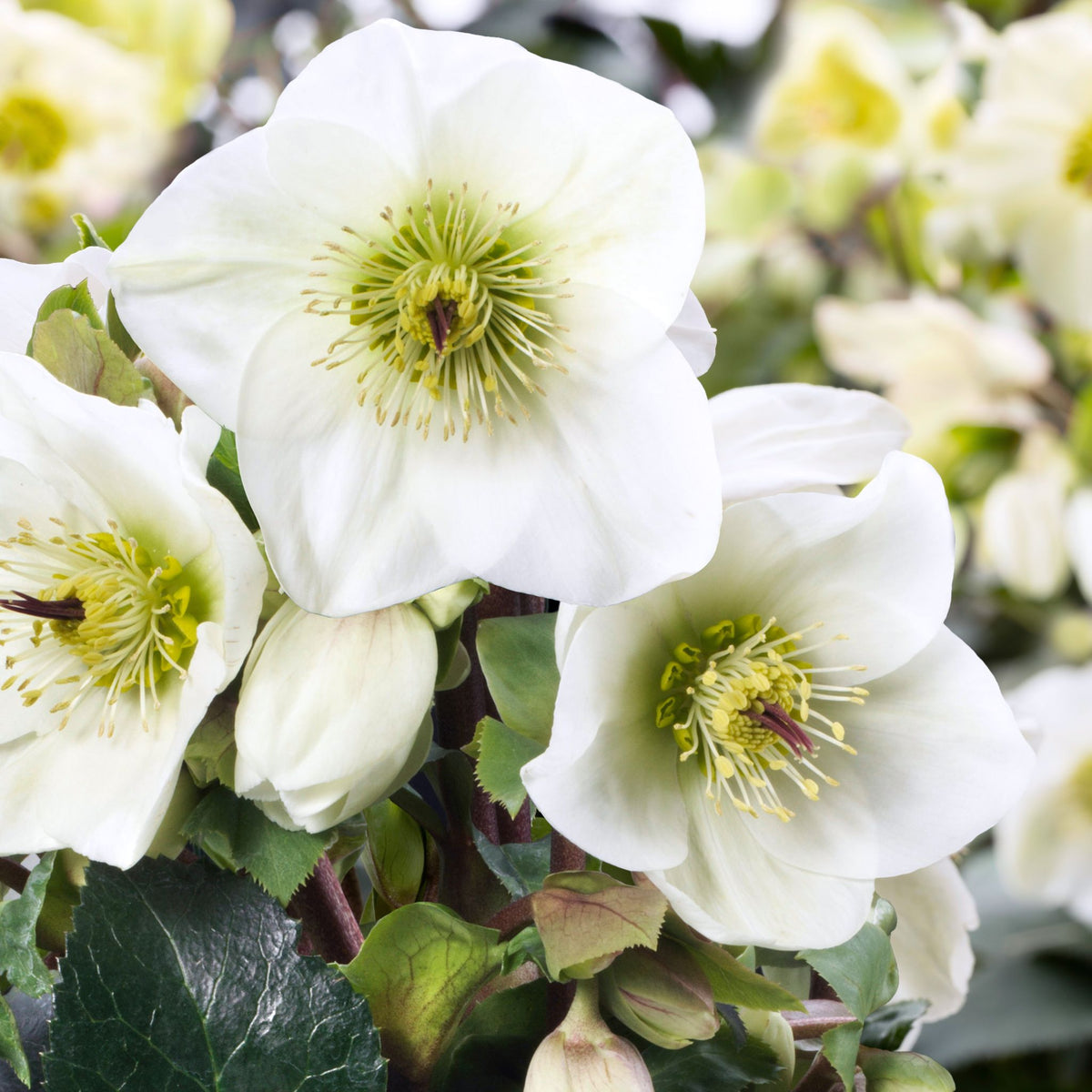 Helleborus HGC® ICE N' ROSES® 'WHITE' – Loen Nursery, Inc.