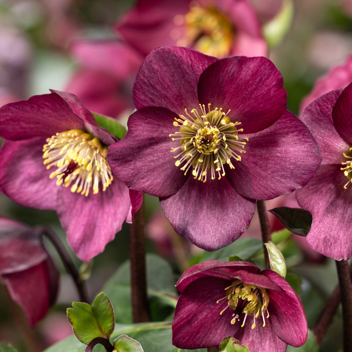 Helleborus HGC® LEILA – Loen Nursery, Inc.