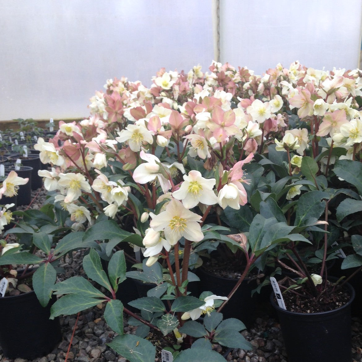 Helleborus 'HGC Cinnamon Snow' PP21003 – Loen Nursery, Inc.