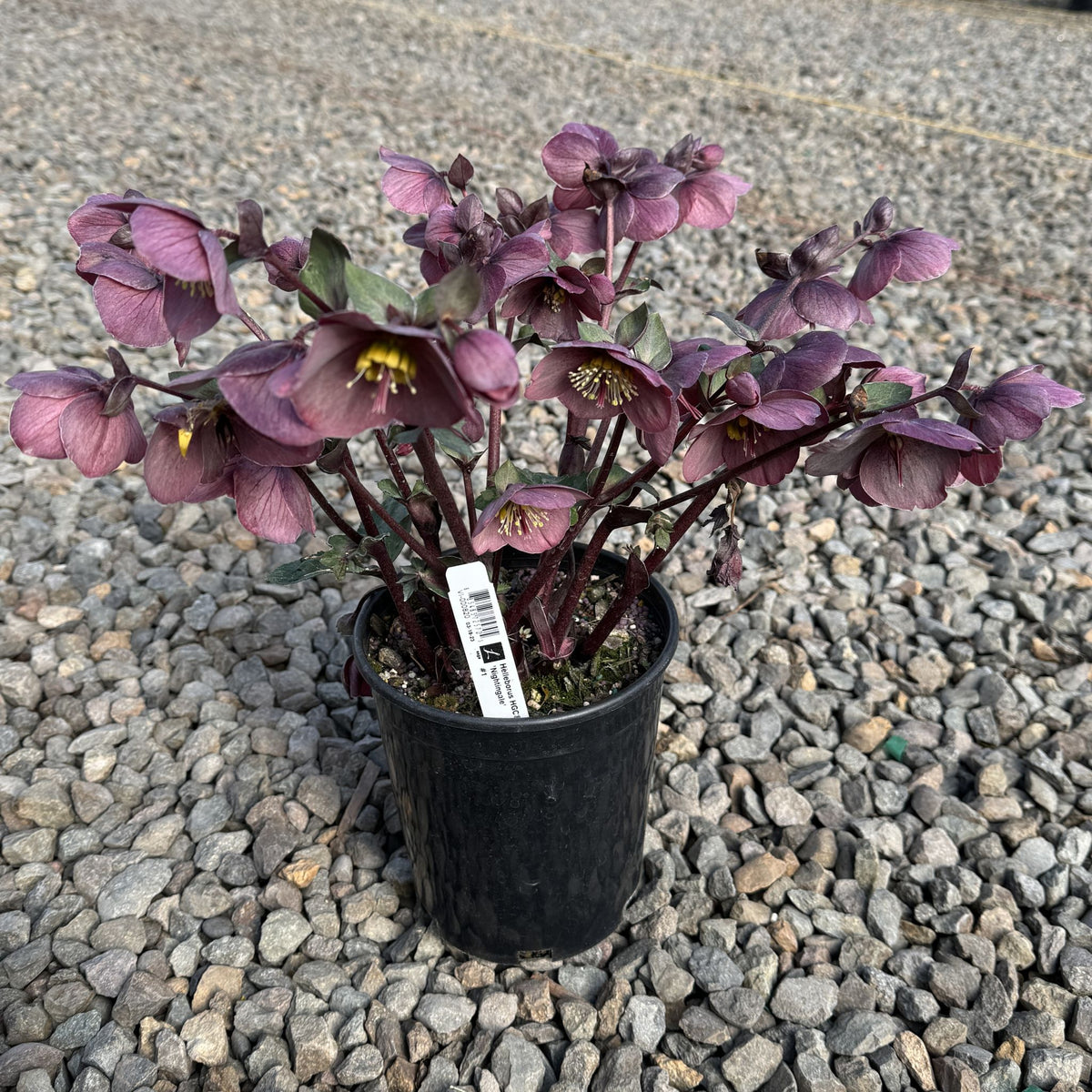 Helleborus HGC® ICE N' ROSES® 'Nightingale' – Loen Nursery, Inc.