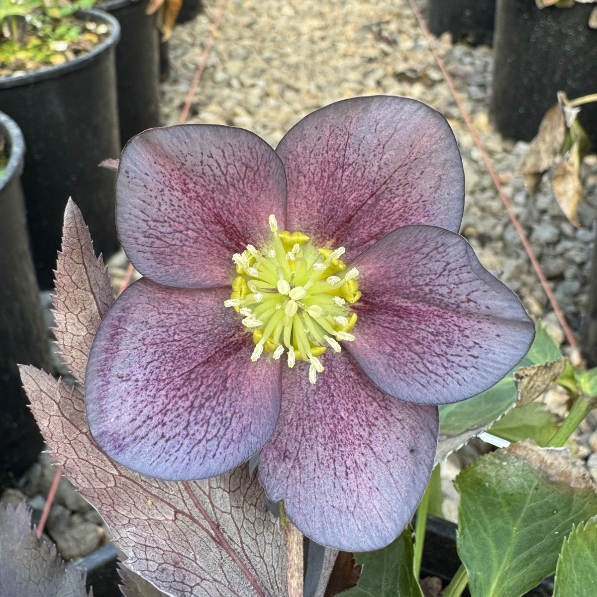 Helleborus WINTER JEWELS™ 'Blue Diamond' – Loen Nursery, Inc.