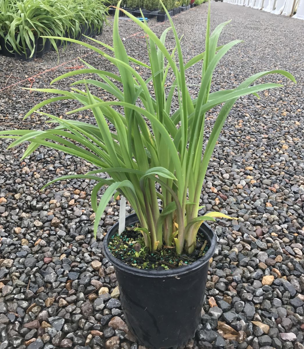 Hemerocallis 'Hyperion' (yellow) – Loen Nursery, Inc.