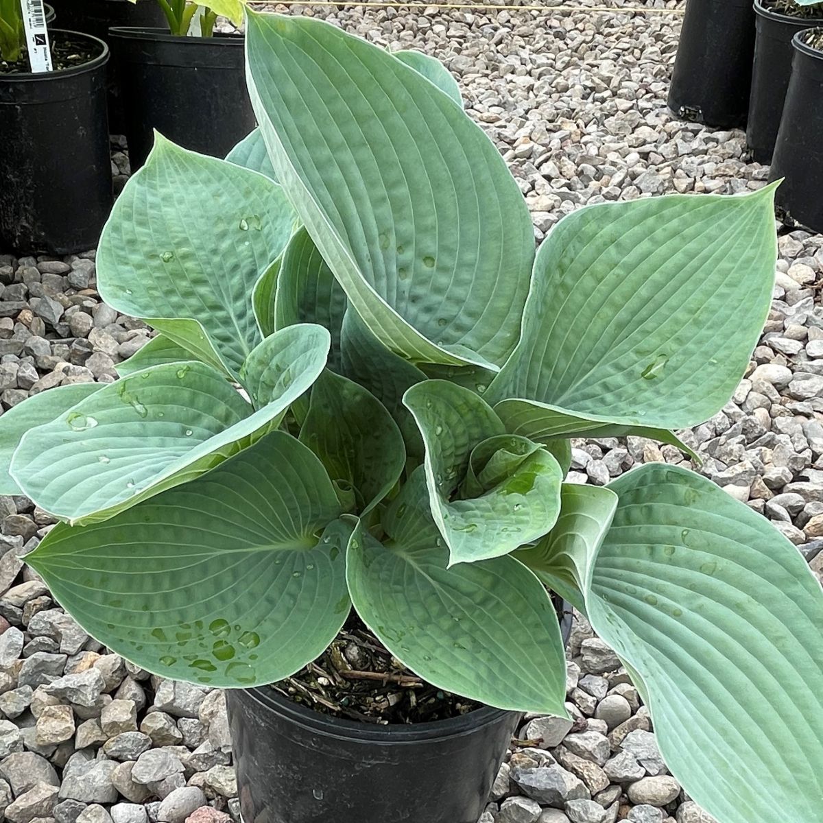 Hosta 'Bressingham Blue' – Loen Nursery, Inc.